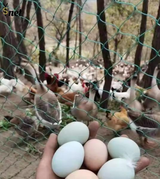 Quality Heavy Duty Bird Proof Net 3cm / 5cm / 7cm / 10cm HDPE Anti Bird Net for sale