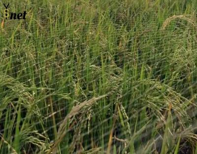 Cina Rete per uccelli in HDPE resistente alla corrosione Rete per rete agricola trasparente larghezza 10 m in vendita