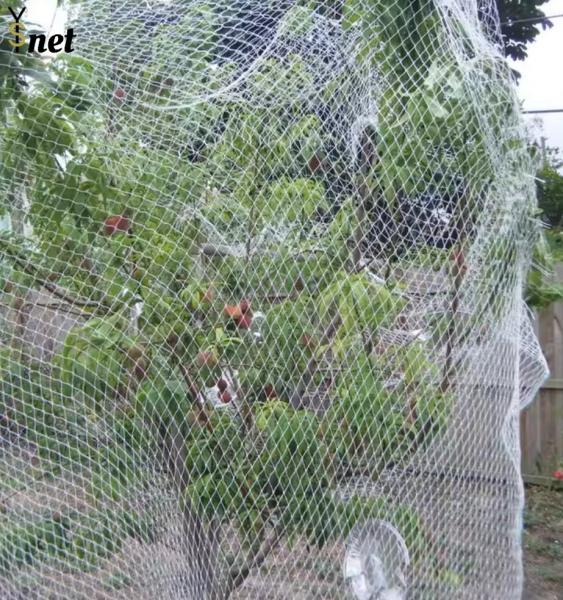 Quality Corrosion Resistant HDPE Bird Netting Transparent Agricultural Mesh Netting 10m for sale