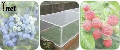 Cina Reti da giardino in nylon a prova di insetti Reti per uccelli personalizzate per orti vegetali in vendita