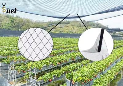 Cina Rete antiuccello riutilizzabile per l'agricoltura in vendita
