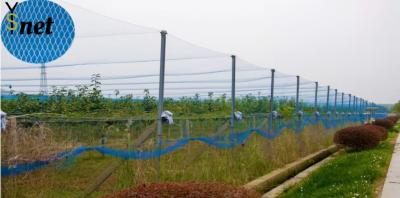 Cina Rete per la prevenzione degli uccelli agricoli 5m - 1000m Rete a maglia per uccelli in vendita