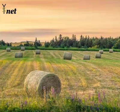 중국 맞춤형 HDPE 랩 자외선 저항성 플라스틱 네트워크 랩 생분해성 판매용