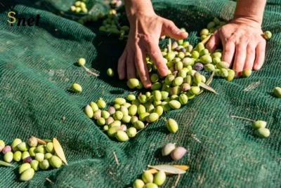 China HDPE Fruit Tree Collection Net Green Olive Harvesting Net 5x10m 6x12m for sale