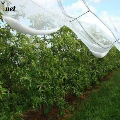 China Anti Hail Nets for Apple Tree Agriculture Anti Hail Net Anti-hail Net With Pillars for sale