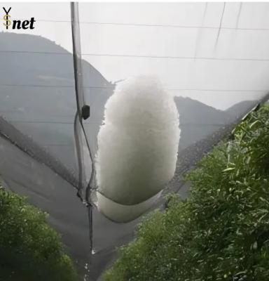 China Anti Hail Nets for Apple Tree Agriculture Anti Hail Net Anti-hail Net With Pillars for sale