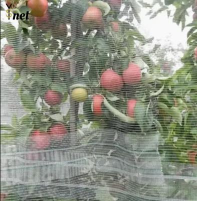 China Anti Hail Nets for Apple Tree Agriculture Anti Hail Net Anti-hail Net With Pillars for sale
