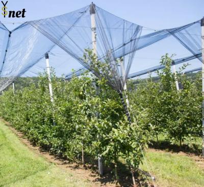 China Anti Hail Nets for Apple Tree Agriculture Anti Hail Net Anti-hail Net With Pillars for sale