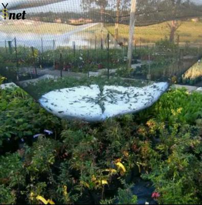 China Durable Anti Hail Net 50m 100m Bird Netting For Grape Vines And Apple Tree for sale