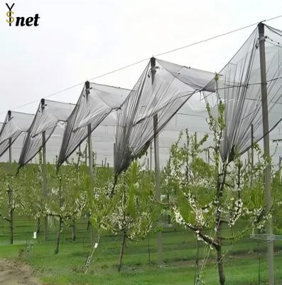 Cina Rete antigrellia durevole 50m 100m Rete per uccelli per vite e mele in vendita