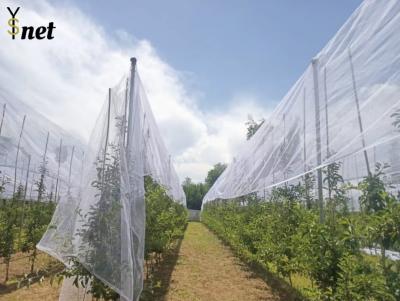 Cina Tela antiracquea in plastica per giardini e frutta in vendita