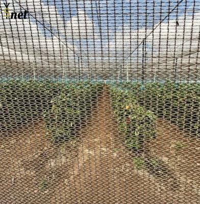 China White Anti Hail Net Customized Garden Windbreak Netting 30gsm - 90gsm for sale