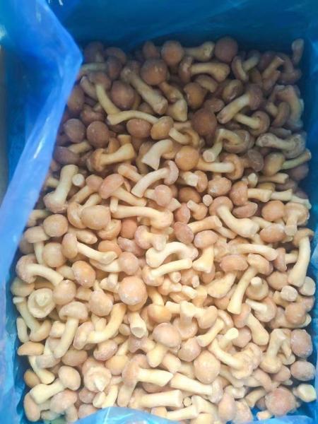 Quality 2025 New Crop high quality frozen nameko Mushrooms for sale