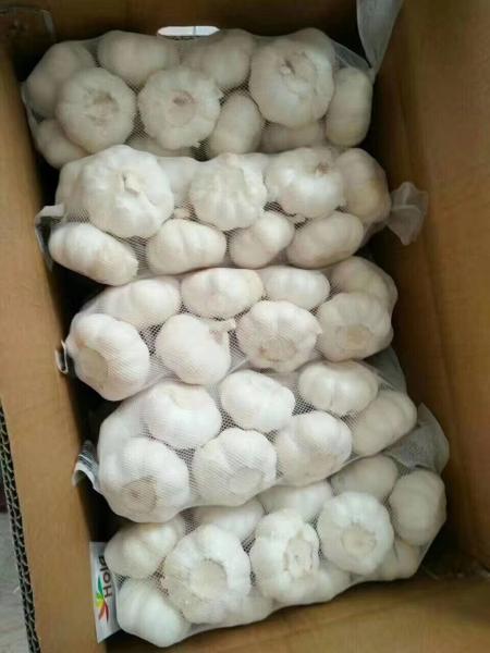 Quality Spicy Fresh Garlic Naturally Bright No Burnt or Mouldy Clean Roots Various Sizes for sale