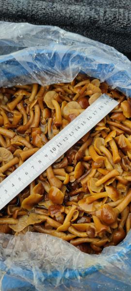 Quality Convenient Frozen Mushrooms in Brine with Long Shelf Life and Delicious Taste for Multiple Uses for sale