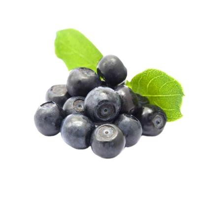 IQF Bevroren hele bosbessen Premium bakken en smoothie topping intensief