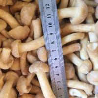 China Wild Cultivated Organic Mushrooms Healthy Natural Nutritious Fresh Whole Frozen Mushroom IQF Frozen Nameko for sale