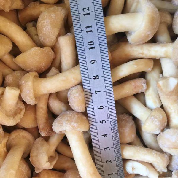 Quality Wild Cultivated Organic Mushrooms Healthy Natural Nutritious Fresh Whole Frozen Mushroom IQF Frozen Nameko for sale