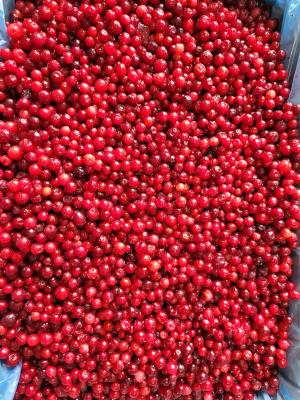 Vind het perfecte diepvriesfruit voor uw bedrijf bij Frozen Fruit Lingonberry