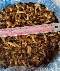 Quality Delicious Frozen Mushrooms Perfect for Your Business Needs Nameko in Brine for sale