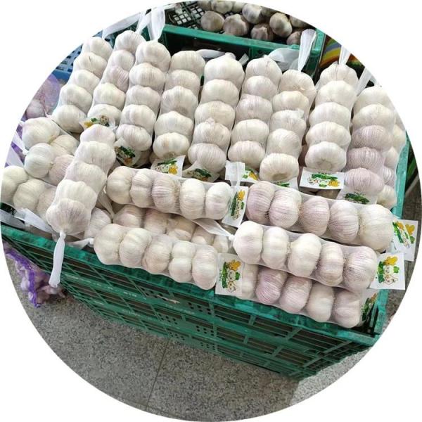 Quality Fresh Chinese 4P Pure White Garlic Cheap Price Fresh Vegetables for Wholesale for sale