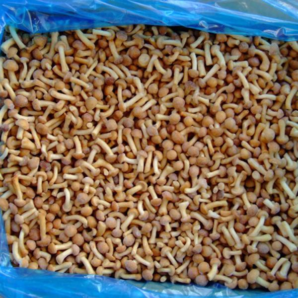 Quality Fruits Frozen Mushroom IQF Frozen Nameko for sale