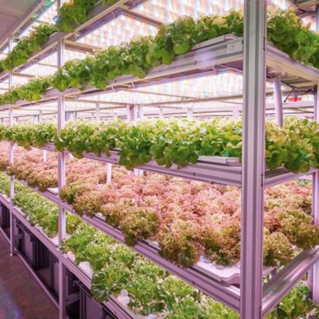 Greenhouse Container Roofing Sheet for Veggies