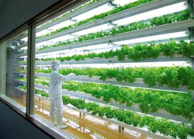 Greenhouse Container Roofing Sheet for Veggies