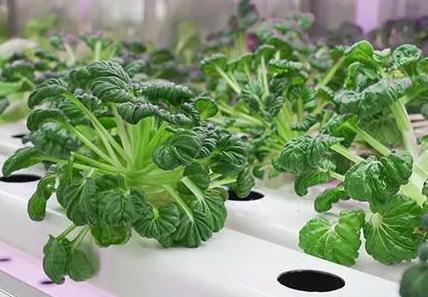 Greenhouse Container Roofing Sheet for Veggies