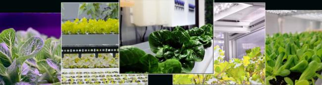 Container House Greenhouse for Vertical Farming with Hydroponics