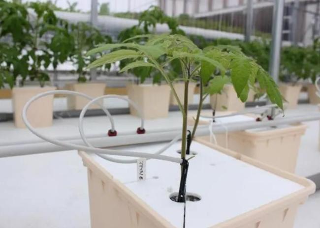 Container House Greenhouse for Vertical Farming with Hydroponics