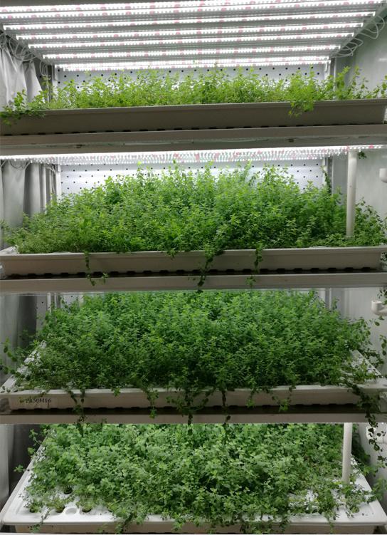 Container House Greenhouse for Vertical Farming with Hydroponics
