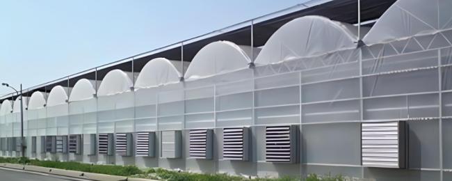 Anti-Drip Technology Greenhouse for Tomato Planting