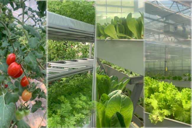 Anti-Drip Technology Greenhouse for Tomato Planting