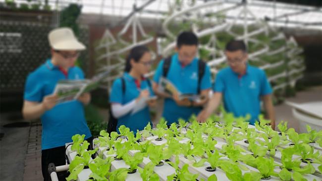 Anti-Drip Technology Greenhouse for Tomato Planting