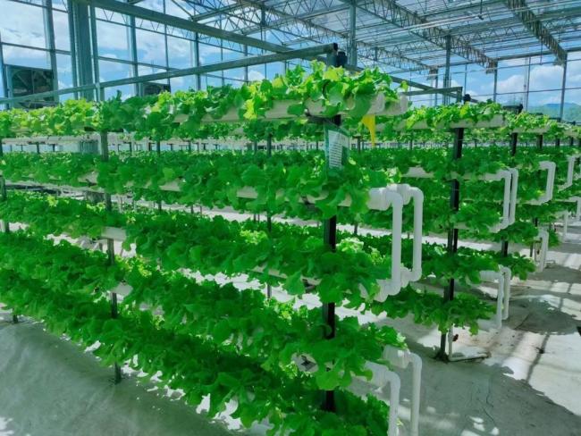 Tempred Glass Greenhouse for Cucumber
