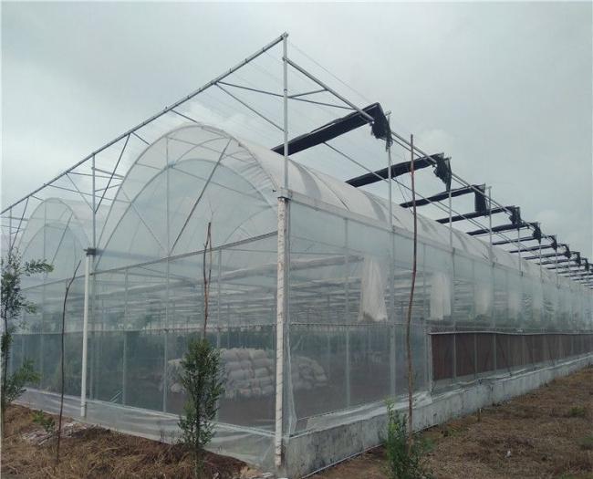 2023 Juxiang Agriculture Equipmenthydroponic Greenhouse with Cooling System for Sale