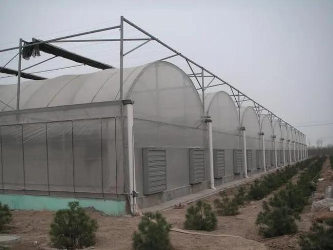 2023 Juxiang Agriculture Equipmenthydroponic Greenhouse with Cooling System for Sale