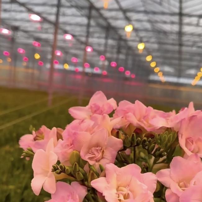Advanced Hydroponic System with Glass Greenhouse