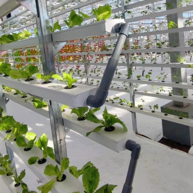 Advanced Hydroponic System with Glass Greenhouse