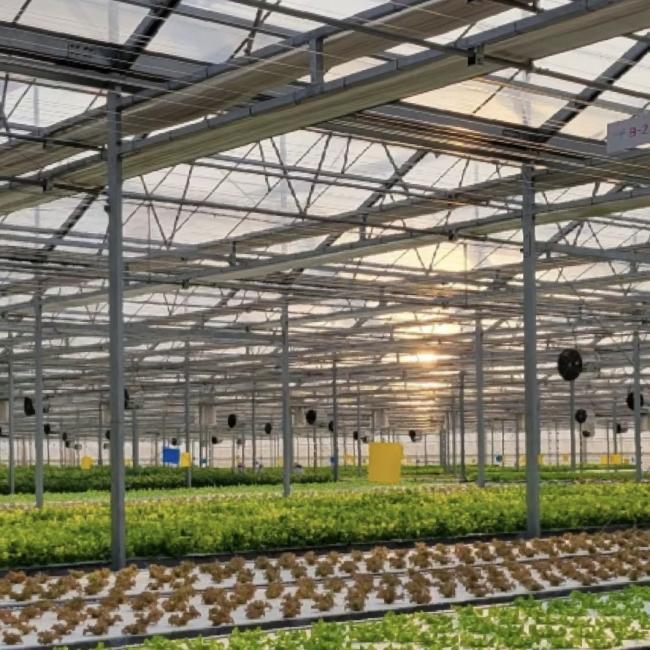 Modern Glass Greenhouse Hydroponic Vegetable System
