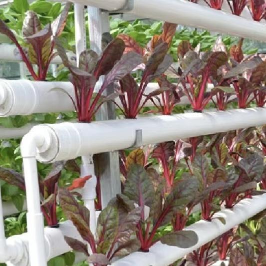 Efficient Hydroponic Growing System Glass Greenhouse