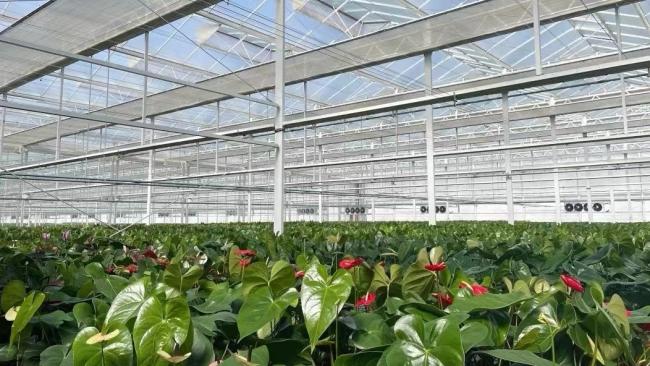 a Type Roof Hydroponics Growing System