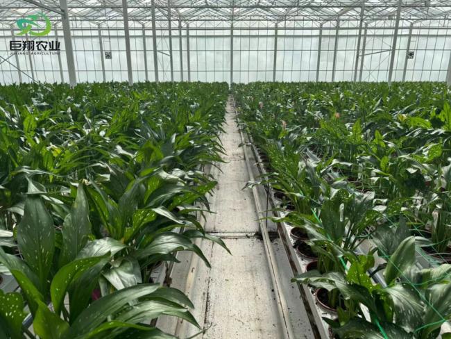 Reasonably Priced Glass Greenhouse with Hydroponics