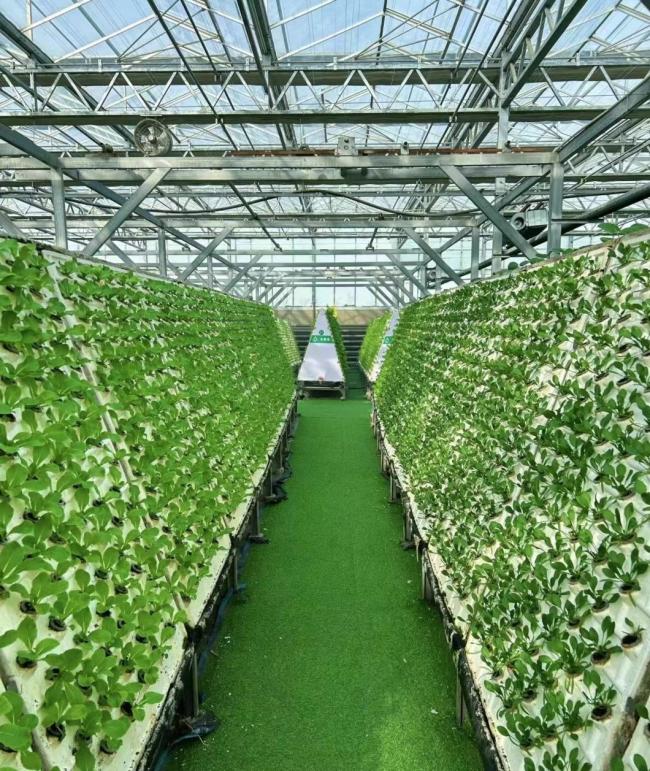 Reasonably Priced Glass Greenhouse with Hydroponics