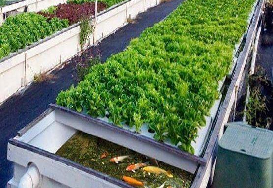 Anti-Drip Fogging Hydroponic Seedling Structure