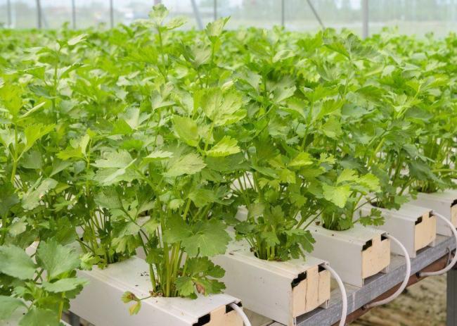 Anti-Drip Fogging Hydroponic Seedling Structure