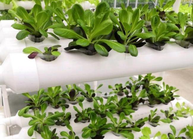 Anti-Drip Fogging Hydroponic Seedling Structure