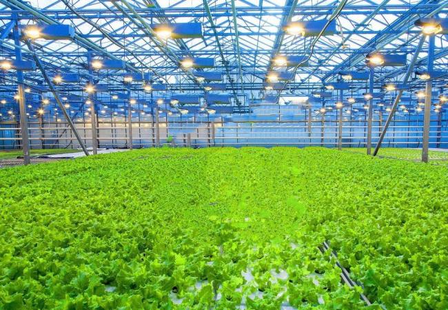 Anti-Drip Fogging Hydroponic Seedling Structure