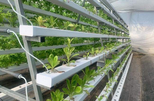 Anti-Drip Fogging Hydroponic Seedling Structure
